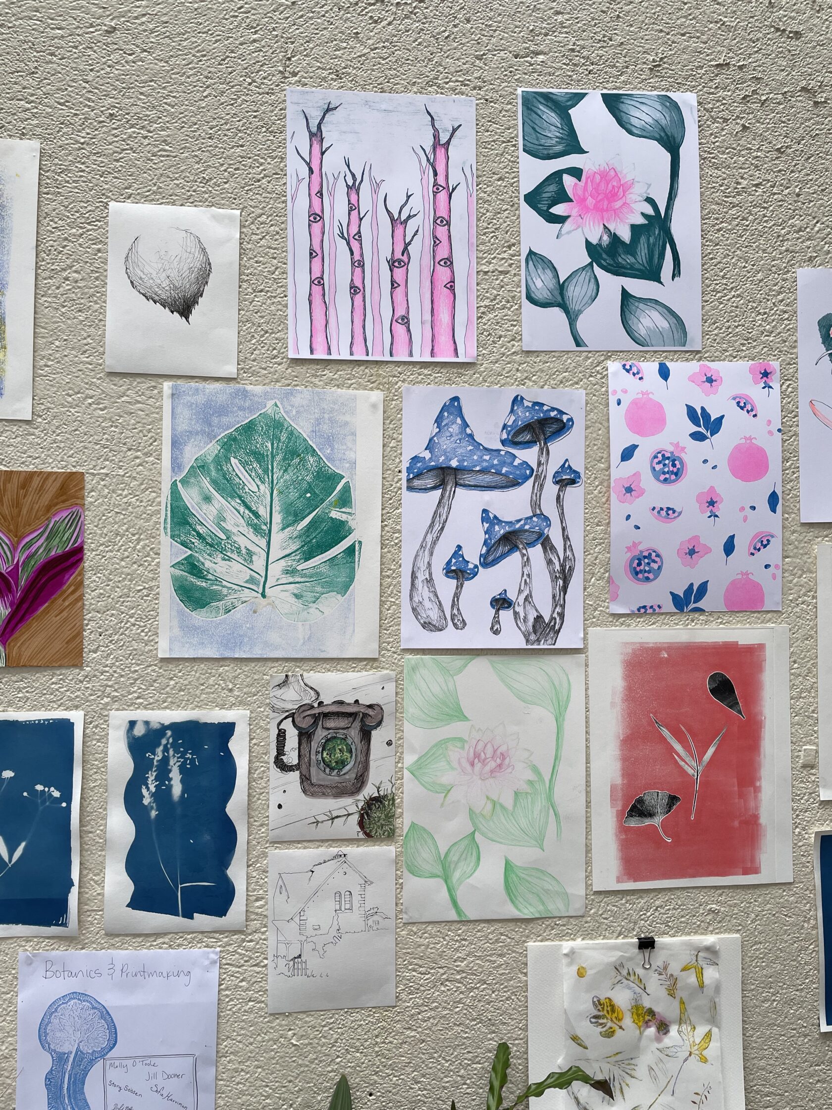 Botanics, Drawing, and Printmaking — PCA